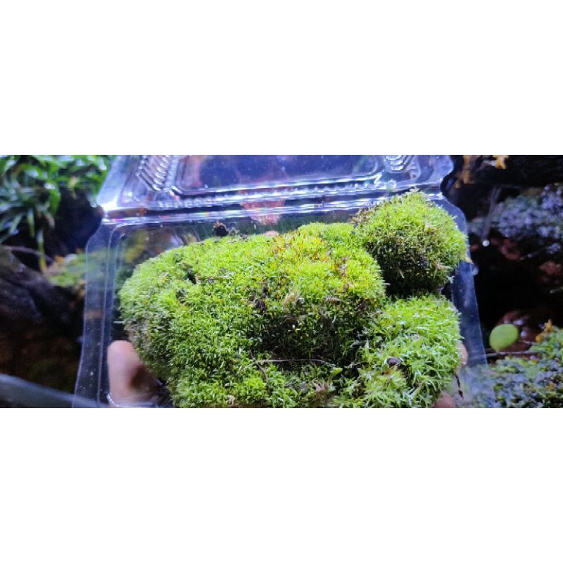 Jual MOSS DARAT MUTIARA PALUDARIUM | Shopee Indonesia