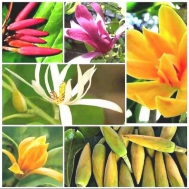 Jual PROMO paket 4 tanaman bunga kantil merah,kuning,ungu dan putih ...