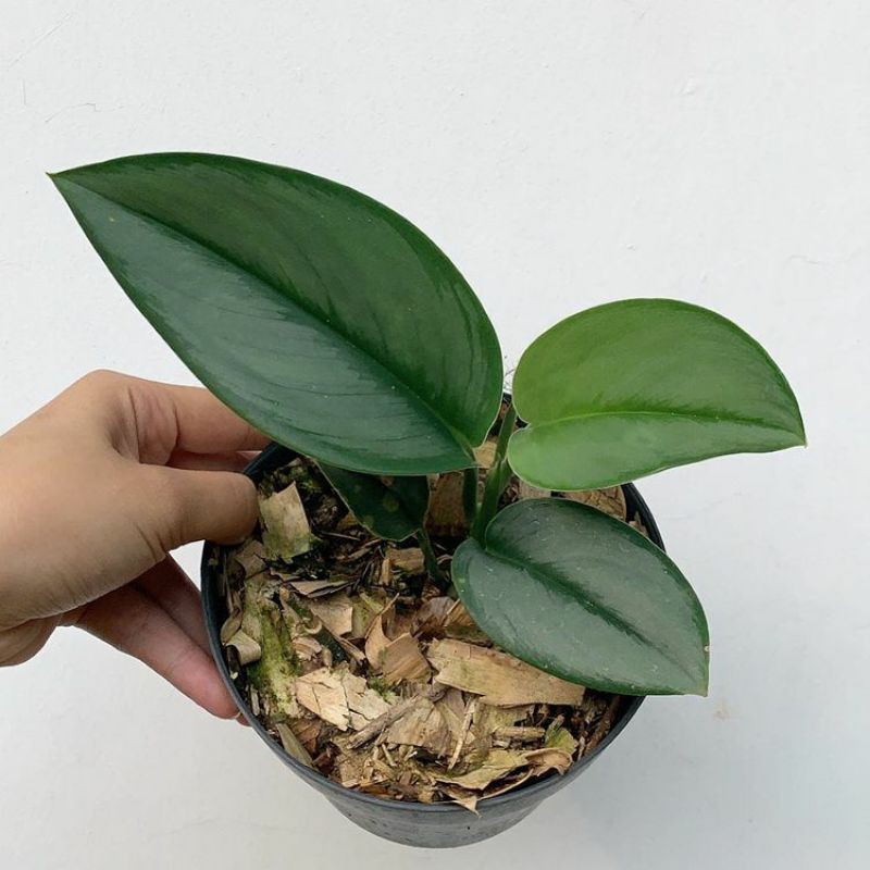 Jual Scindapsus treubii moonlight (sudah rawatan) | Shopee Indonesia