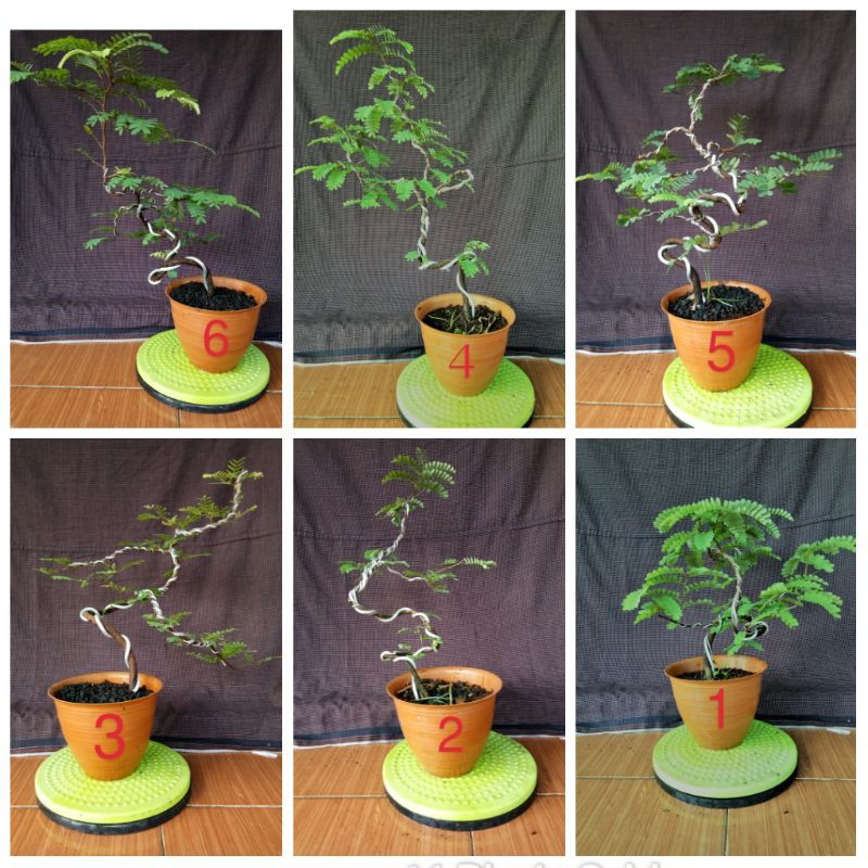 Jual Asem Jawa Bahan Bonsai Program | Shopee Indonesia