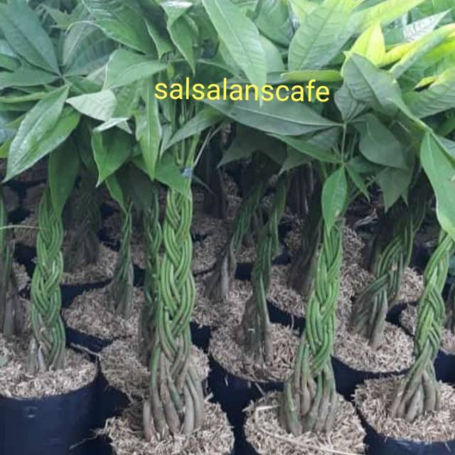 Jual Pohon Pacira Tanaman Pacira Kepang 9 | Shopee Indonesia