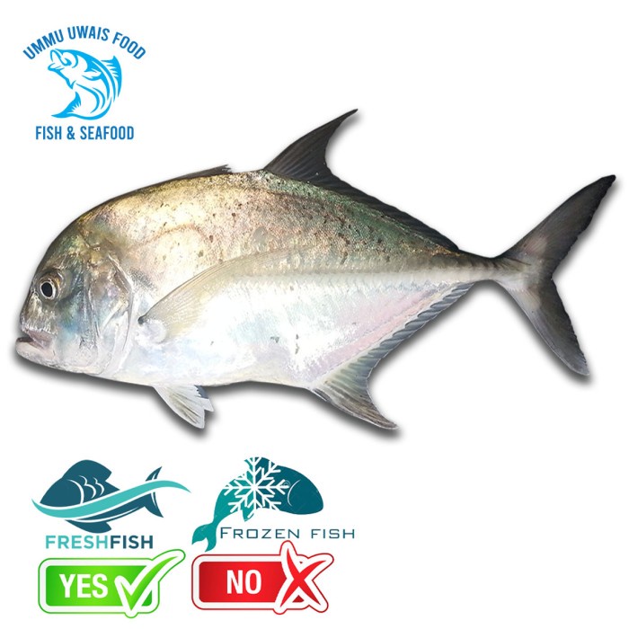 Jual Ikan Kuwe Kwe Segar - 1 Kilogram | Shopee Indonesia