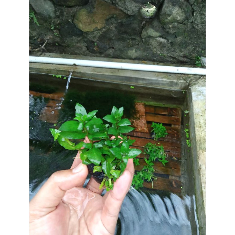 Jual strogen repens media wabikusa tanaman aquascape | Shopee Indonesia
