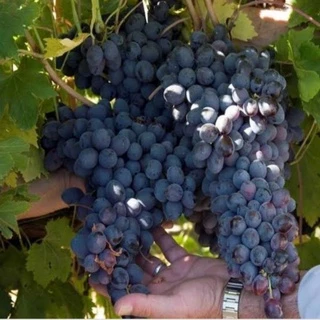 Jual anggur autumn royal Harga Terbaik & Termurah Januari 2026 | Shopee ...