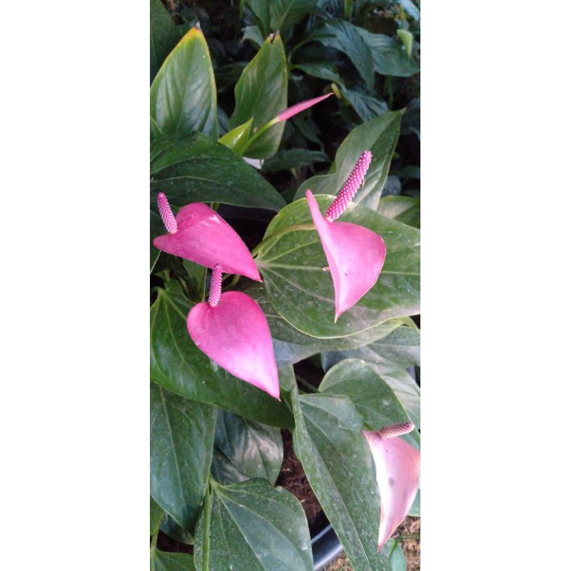 Jual Bunga Flamingo Anturium Andaeanum | Shopee Indonesia