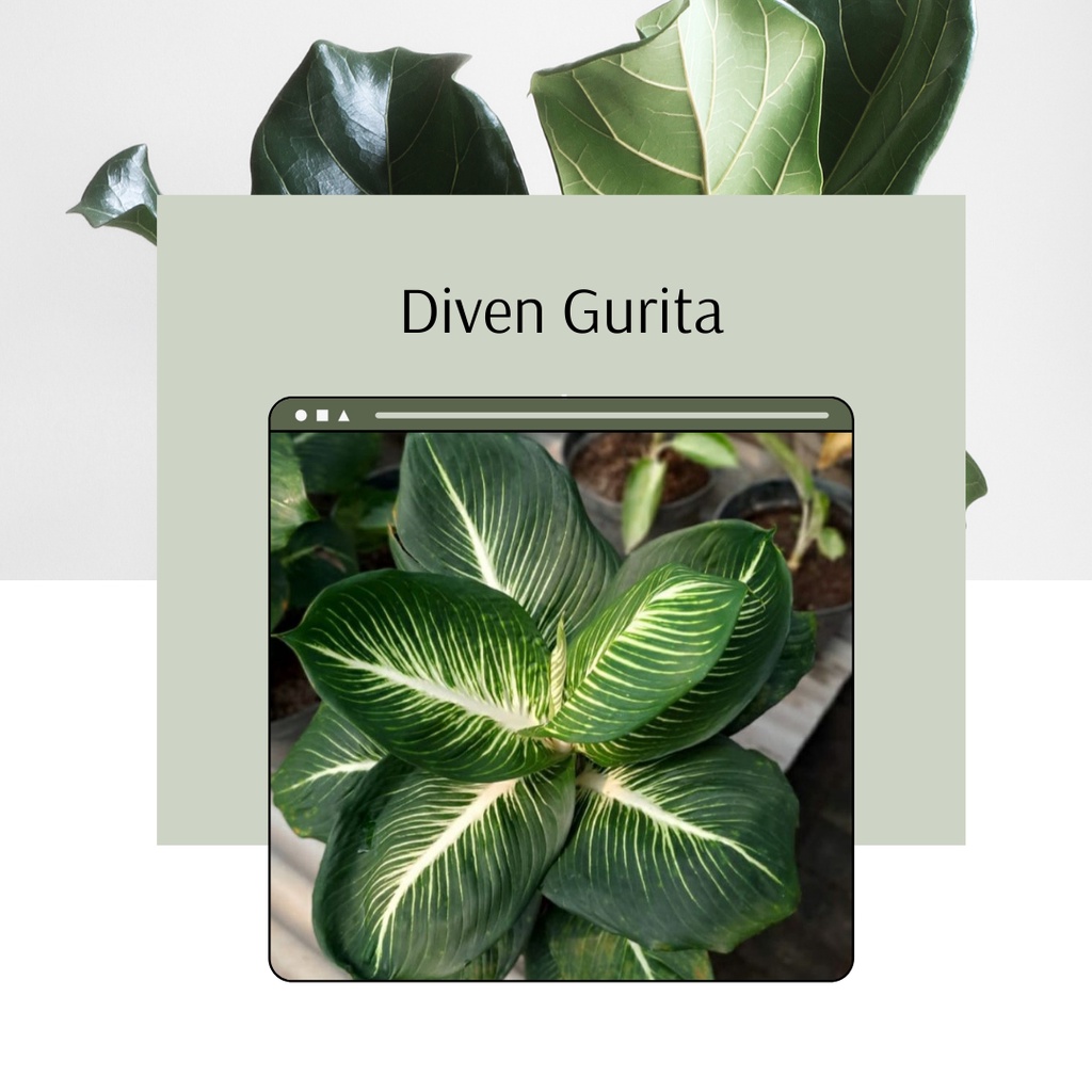 Jual Tanaman Hias Diven Gurita Tanaman Hias Aglonema Diven Gurita DIVEN ...