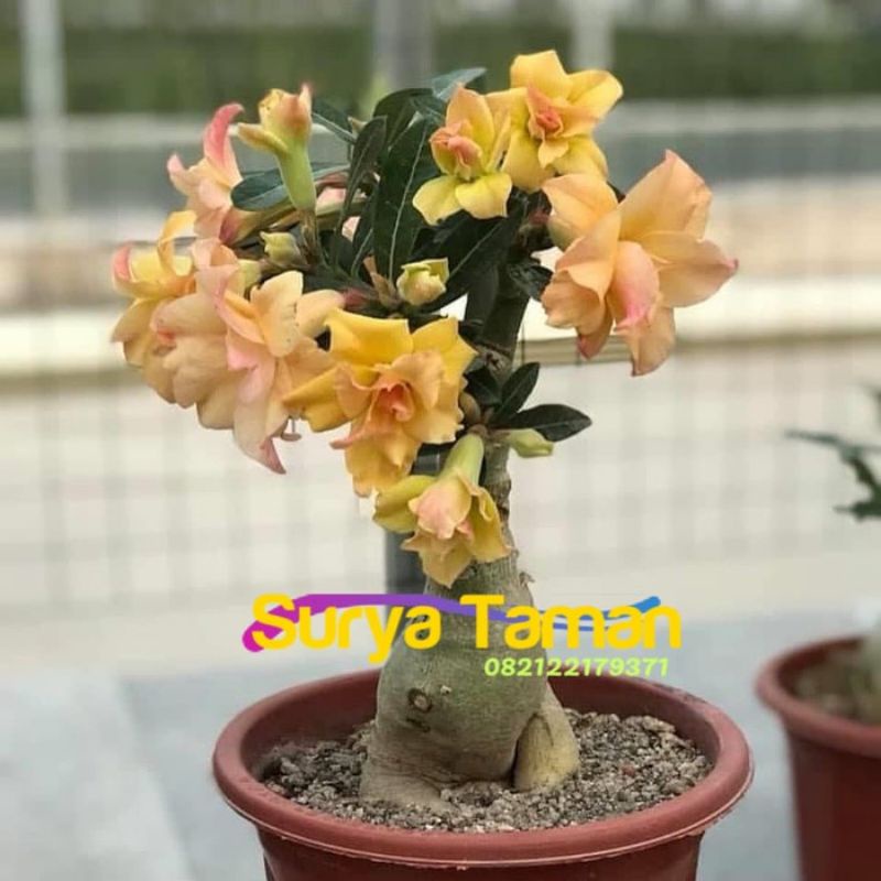 Jual PROMO!! ADENIUM KAMBOJA JEPANG BUNGA TUMPUK//ADENIUM KAMBOJA ... Jual PROMO!! ADENIUM KAMBOJA JEPANG BUNGA TUMPUK//ADENIUM KAMBOJA ...