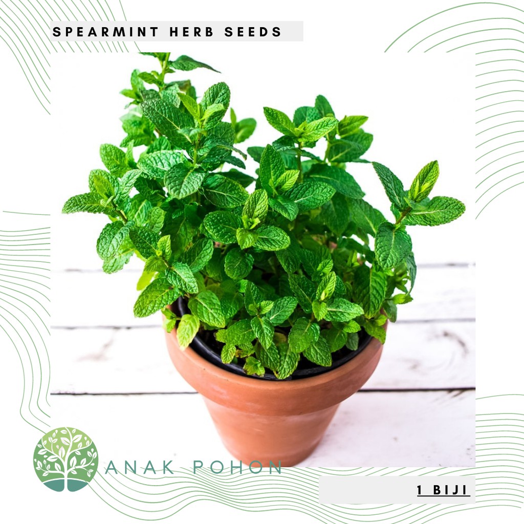 Jual Benih Bibit Biji - Spearmint Mint (Mentha spicata) Herb Seeds ...