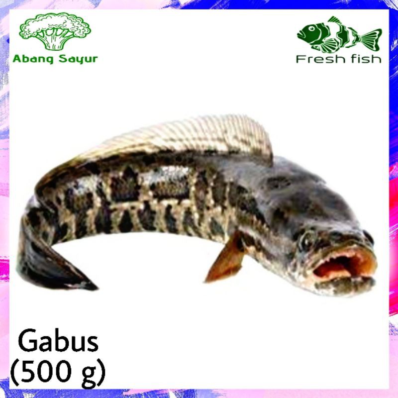Jual Ikan Gabus Segar 500gr | Shopee Indonesia