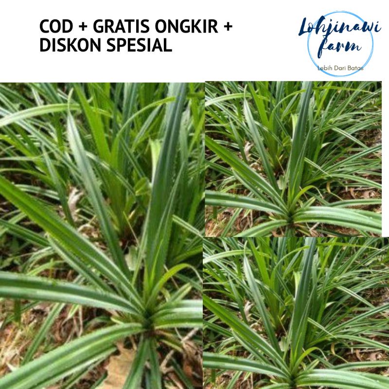 Jual BIBIT Pandan Duri Pandan Laut Pandan Semak Siap Tanam | Shopee Indonesia