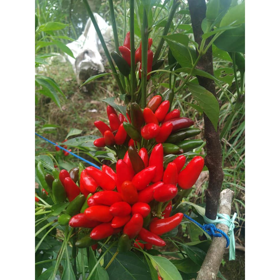 Jual ID BENIH BIBIT BIJI - CABAI ETNA JENIS CABE TUMPUK BERGEROMBOL ...