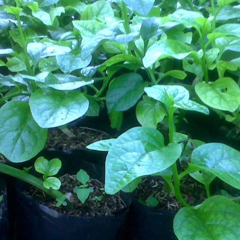 Jual Tanaman Malabar - tanaman daun bayam malabar daun raja | Shopee ...
