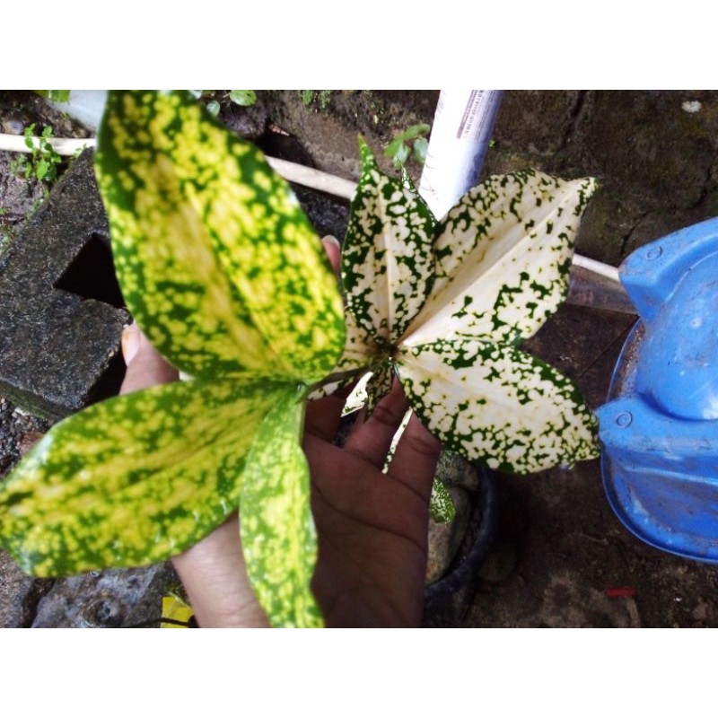 Jual bibit bunga florida atau bambu mini (remaja) | Shopee Indonesia