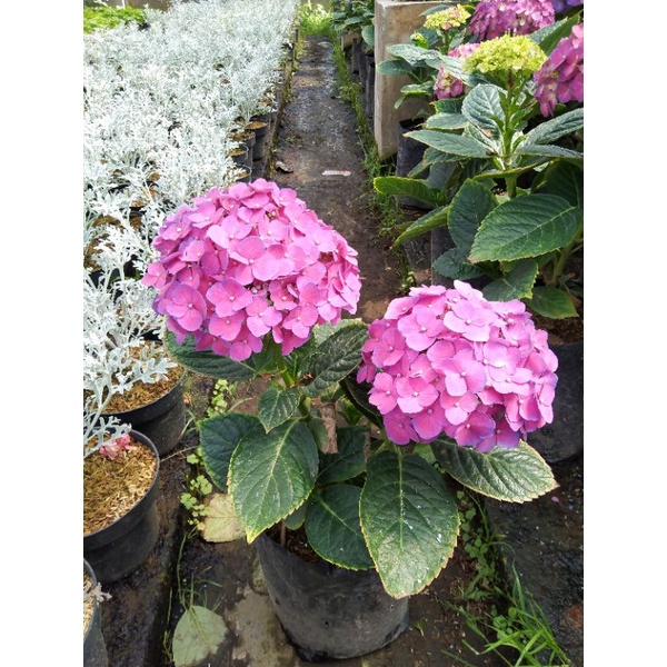 Jual Bunga Bokor (sudah berbunga) / hortensia roten pink | Shopee Indonesia