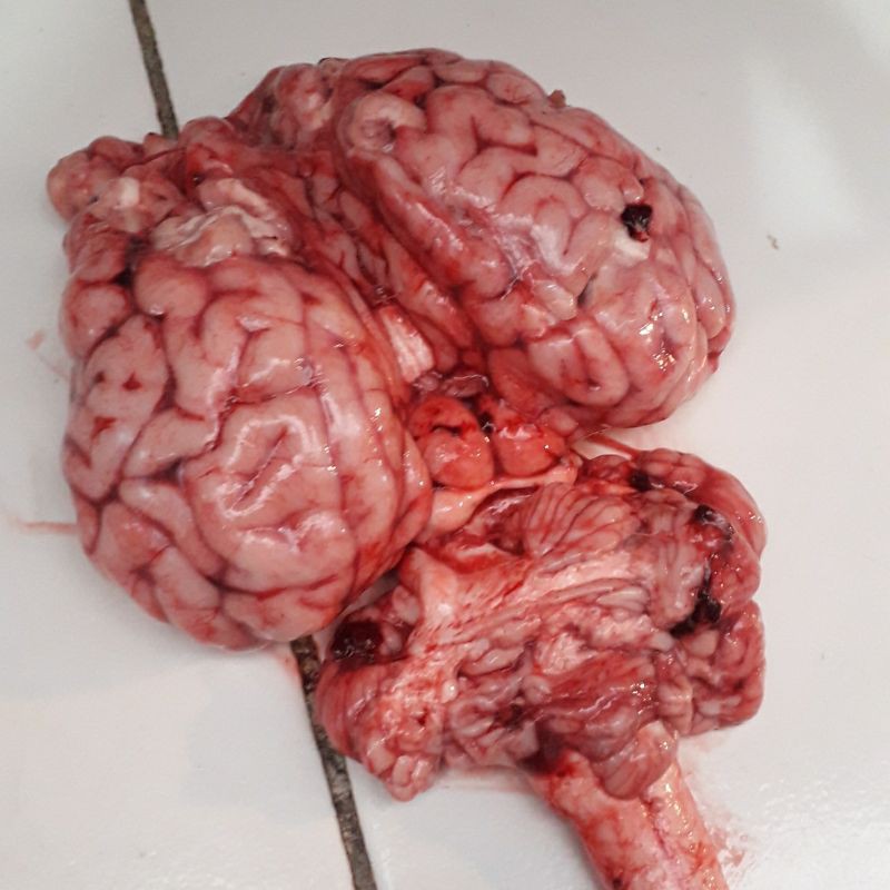 Jual OTAK SAPI SEGAR,FRES/1 BIJI | Shopee Indonesia