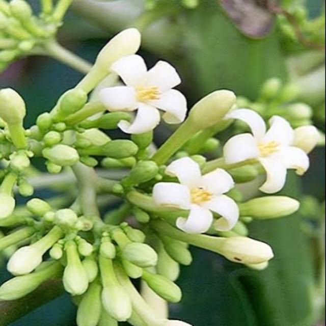 Jual Bunga Pepaya organik baru petik | Shopee Indonesia