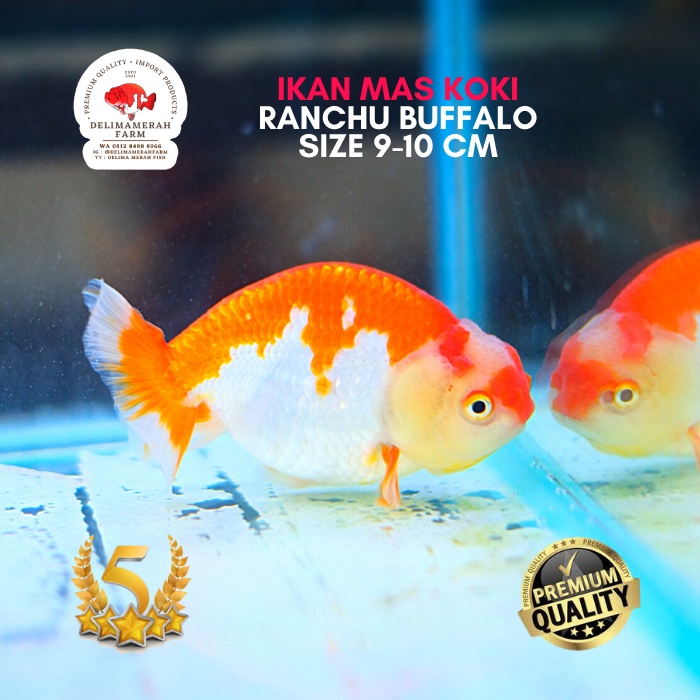 Jual IKAN MAS KOKI RANCHU RED AND WHITE BUFFALO SIZE 9-10 CM | Shopee ...