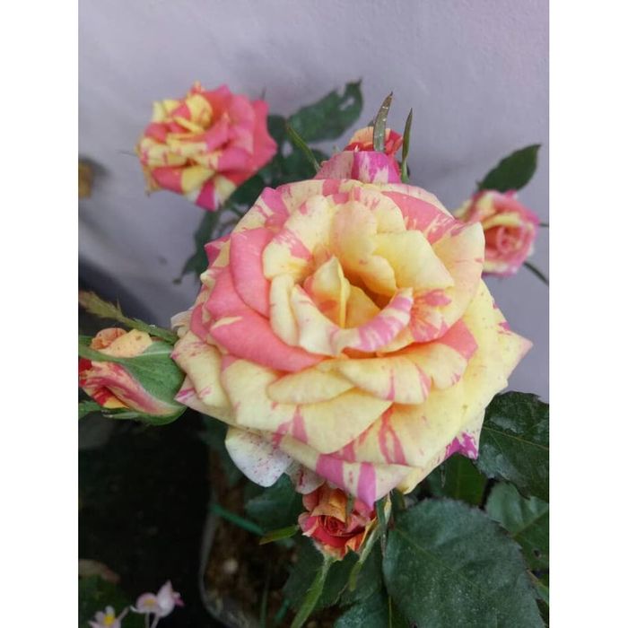 Jual Tanaman Bibit Mawar Batik Orange - WISATA AGROTANI | Shopee Indonesia