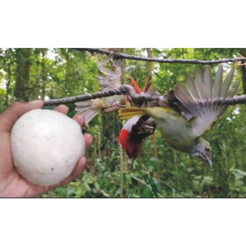 Jual GROSIR TERMURAH 125 GRAM PULUT GETAH PIKAT BURUNG LEM PIKAT BENDO ...