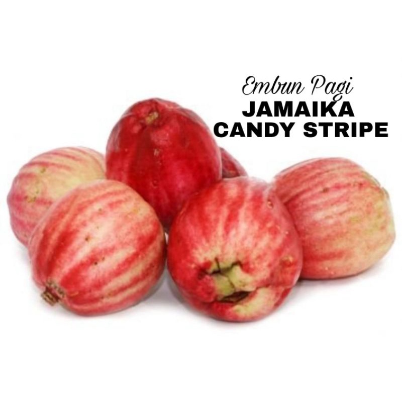 Jual Bibit Pohon Jambu Air Jamaika Candy Stripe | Shopee Indonesia