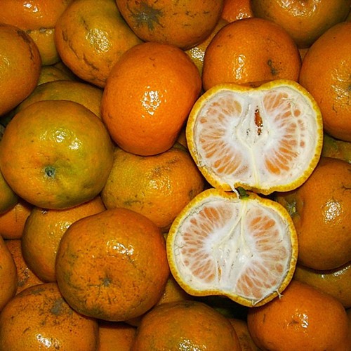 Jual Jeruk Medan Manis Segar Fresh 1 Kg | Shopee Indonesia