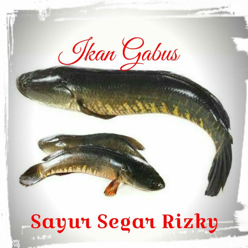 Jual Ikan Gabus Segar 1kg | Shopee Indonesia