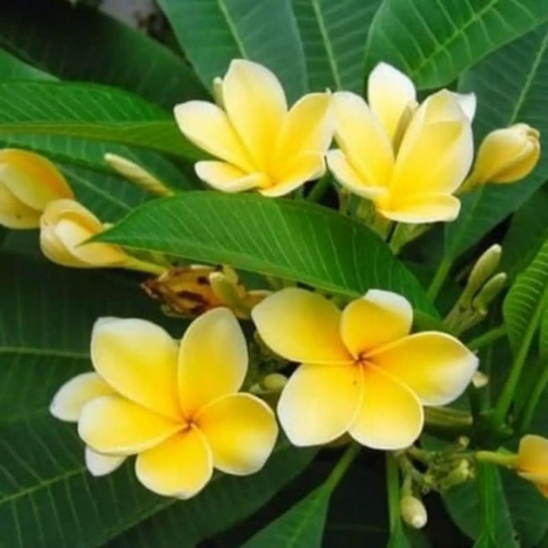 Jual Tanaman hias kamboja bali,bibit stek kamboja bali bunga kuning ...