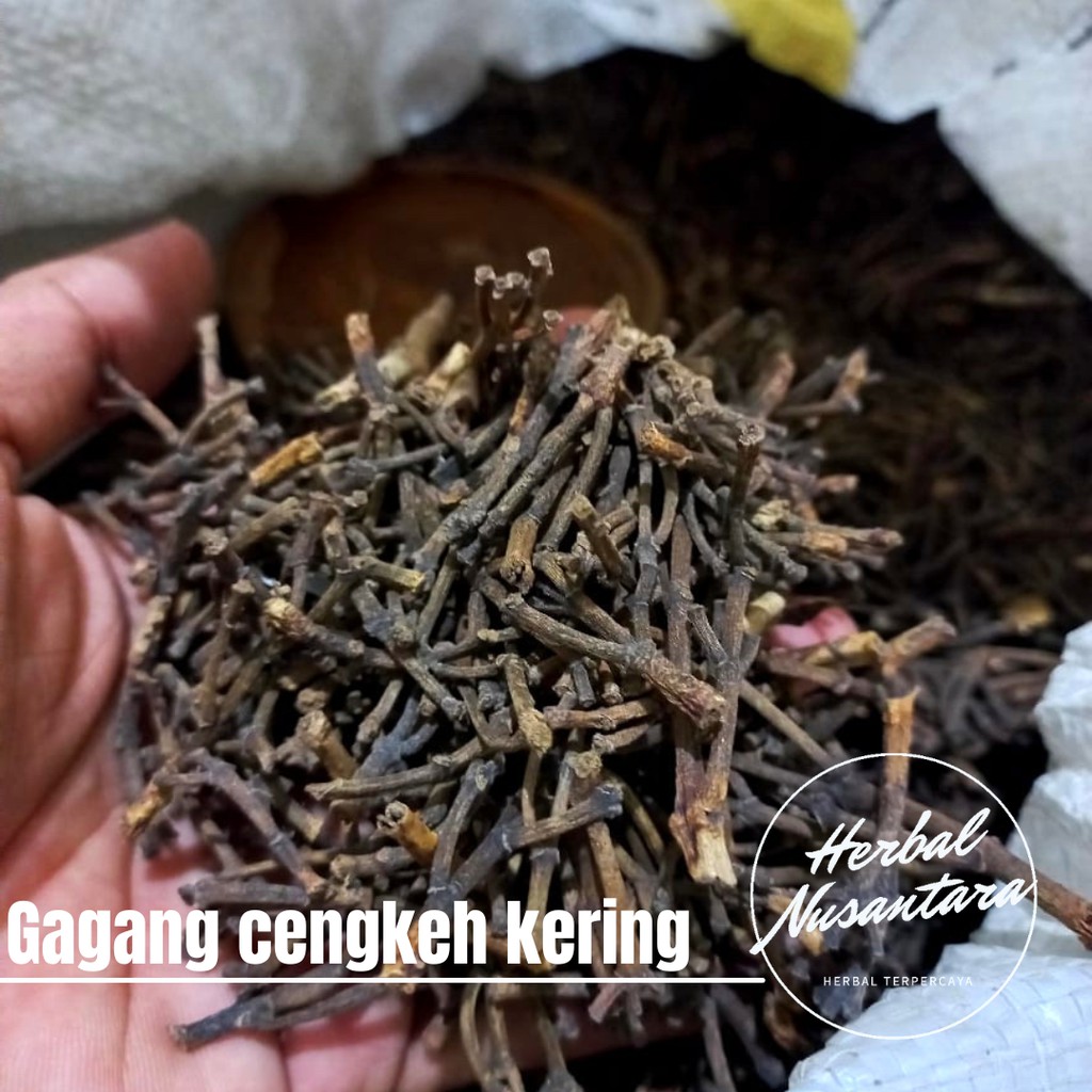 Jual Gagang cengkeh kering - tangkai bunga cengkeh kering | Shopee ...