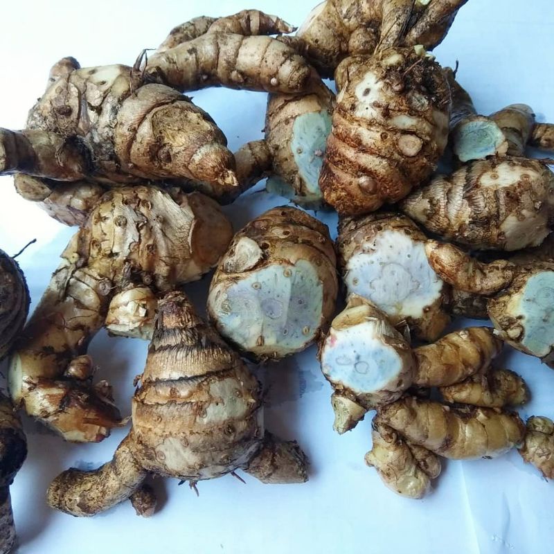 Jual Rimpang Temu Ireng/Temu Hitam Segar (500 Gram) | Shopee Indonesia