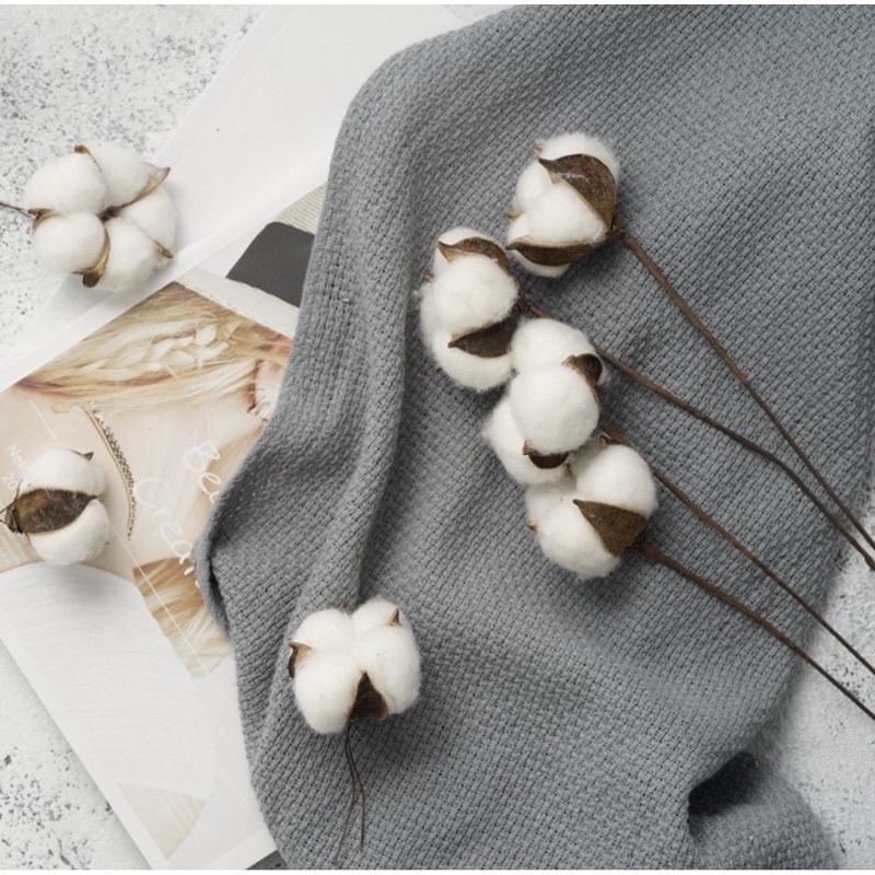 Jual BUNGA COTTON | Shopee Indonesia