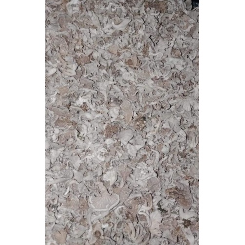 Jual jamur grigit atau jamur krikit 250gram | Shopee Indonesia