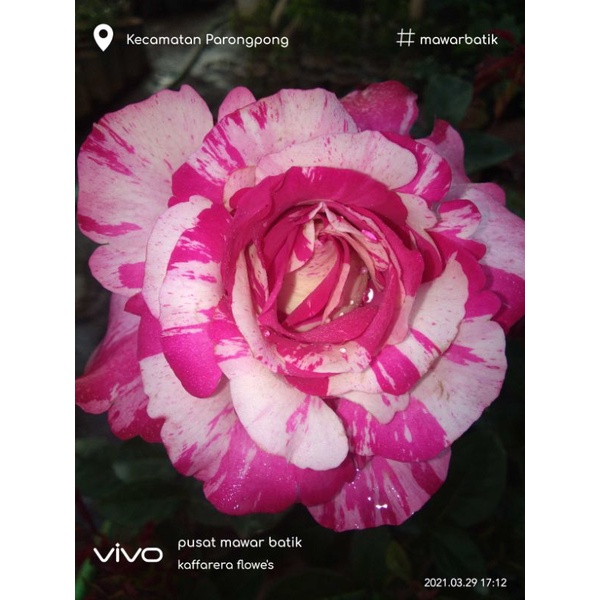Jual Mawar Batik Sotin | Shopee Indonesia