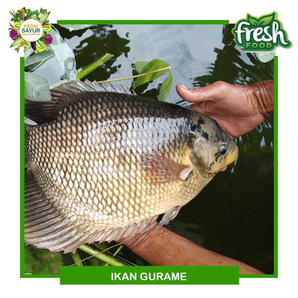 Jual Ikan Gurame Segar Besar Bersih Gratis Potong 500 Gram - Gerai ...
