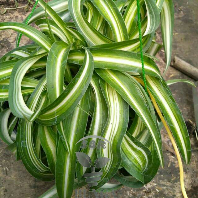 Jual Lili paris daun ikal ( spider plant ) | Shopee Indonesia