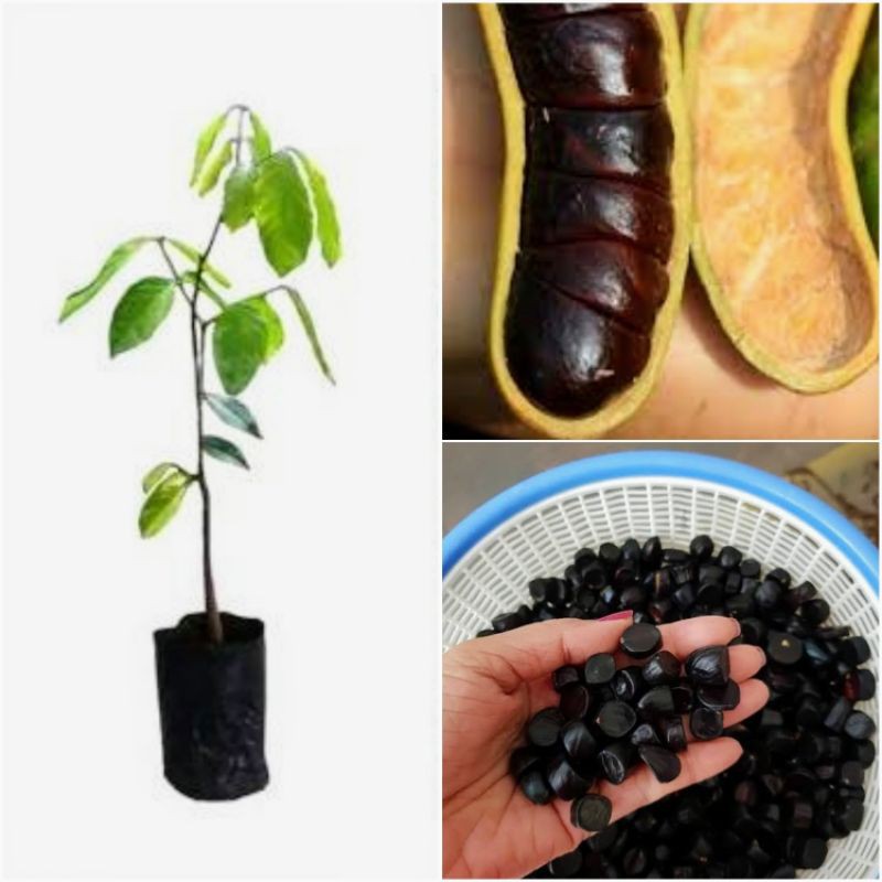 Jual Bibit Jengkol Jaling Paket 5 Pohon | Shopee Indonesia