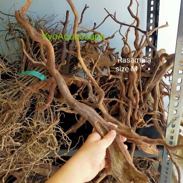 Jual kayu rasamala m | Shopee Indonesia