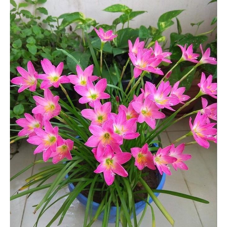 Jual Rain lily pink - tanaman hias kucai tulip bunga pink - Tanaman ...