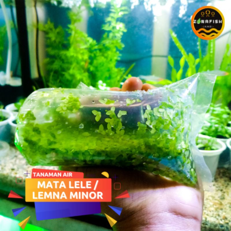 Jual Tanaman Air Mata Lele / Mata Iwak / Lemna Minor / Duckweed ...
