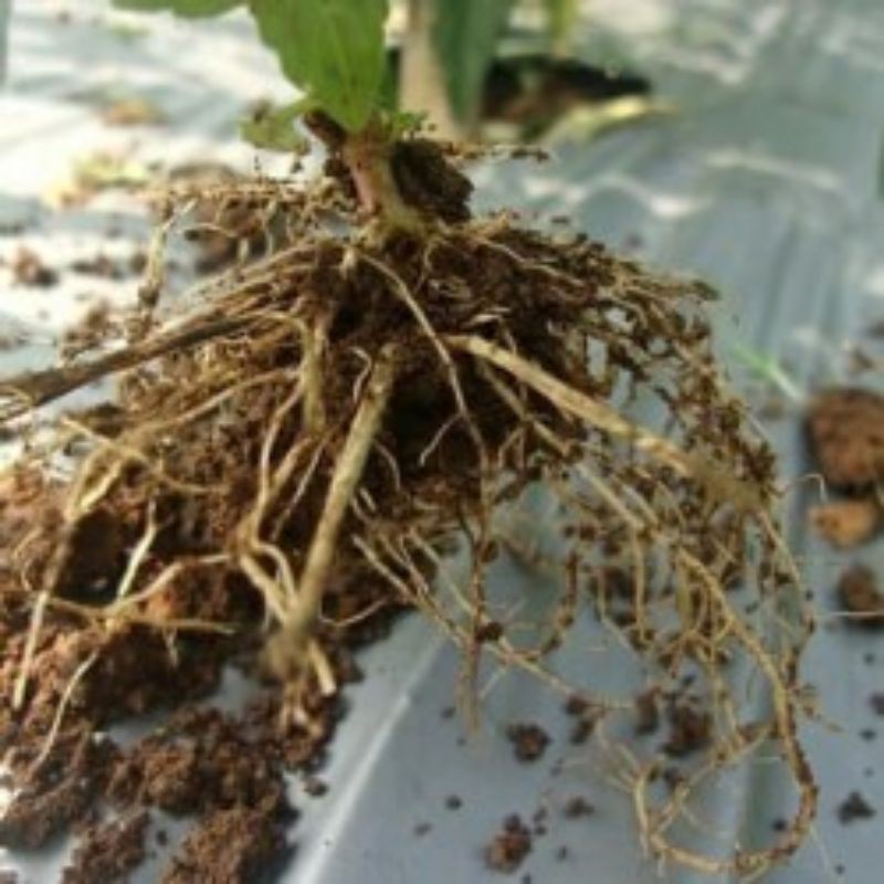 Jual akar daun pecut kuda segar 1kg | Shopee Indonesia