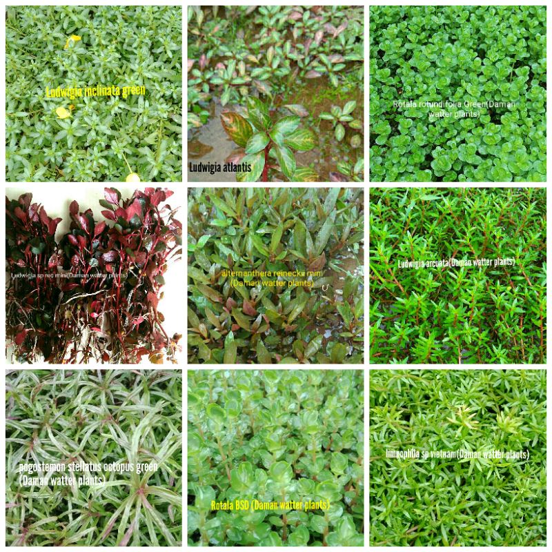 Jual paket hemat terdiri dari 135 batang paket mix tanaman aquascape ... Jual paket hemat terdiri dari 135 batang paket mix tanaman aquascape ...