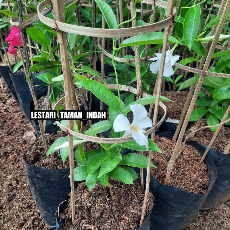 Jual tanaman rambat bunga mandavila putih tanaman bunga mandavila bunga ...