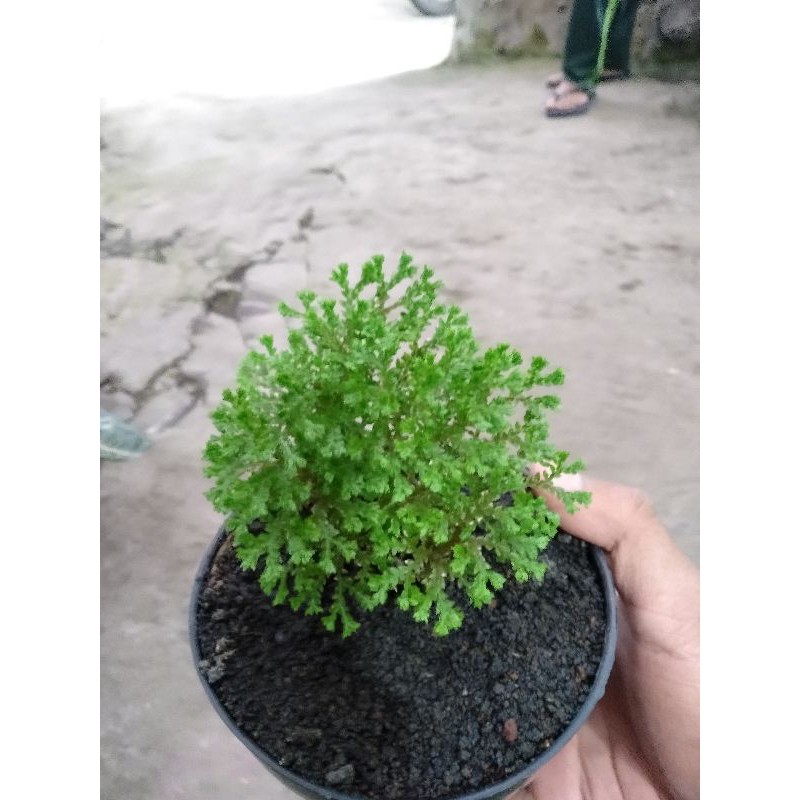 Jual Tanaman Hias - Lumut Ambon - Selaginella Kraussiana - Pakis Ambon ...
