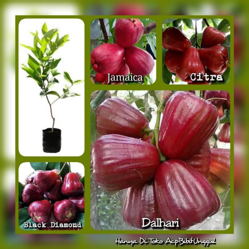 Jual 4 BIBIT JAMBU AIR SUPER MANIS(dalhari,jamaica,black diamond,citra ...