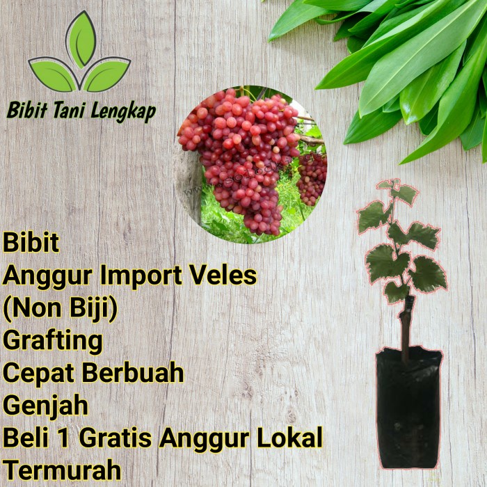 Jual Bibit Tanaman Buah Anggur Veles import non biji (cepat berbuah ...