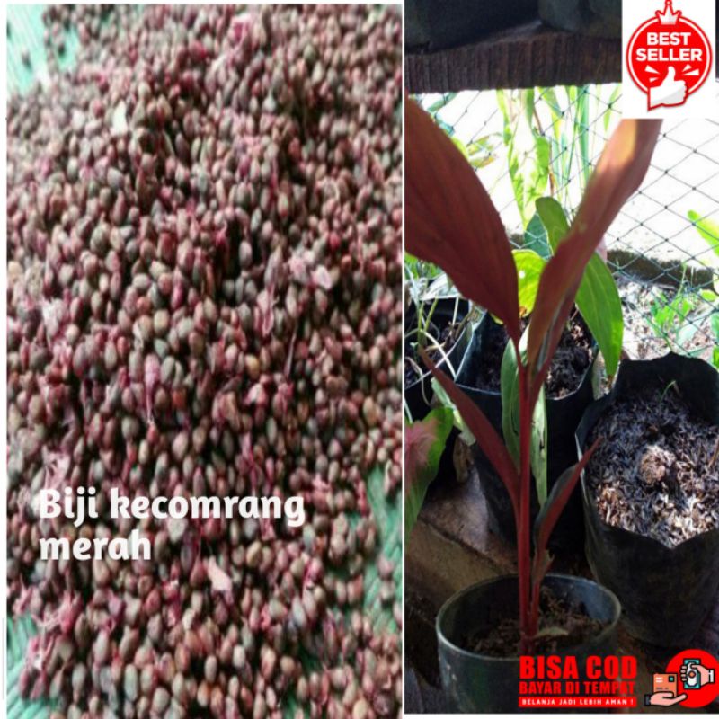 Jual PER 100 BIJI KECOMRANG MERAH/HONYE LAKA MERAH | Shopee Indonesia