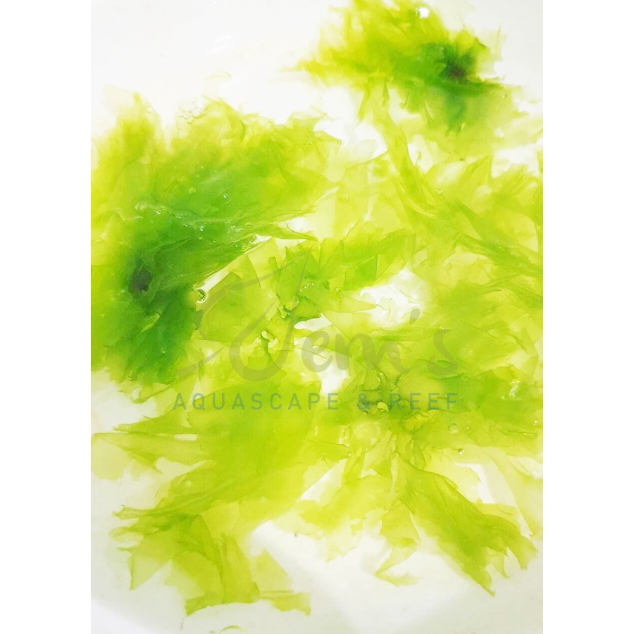 Jual Tanaman Refugium / Macro Algae Ulva (Ulva Sp. / Sea Lettuce ...