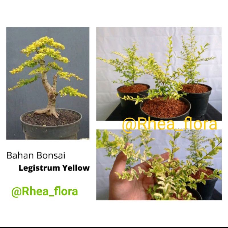 Jual Bahan Bonsai Legistrum Yellow | Shopee Indonesia