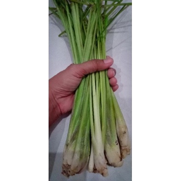 Jual batang serai segar 1ikat Rp2500,- | Shopee Indonesia