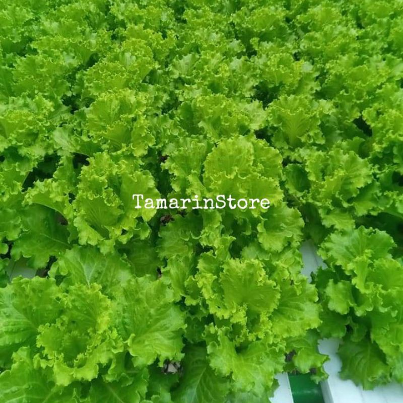 Jual Biji /Benih / Bibit Selada Kriting Hijau Grand Rapids Sayuran hidroponik - 100 Biji ...