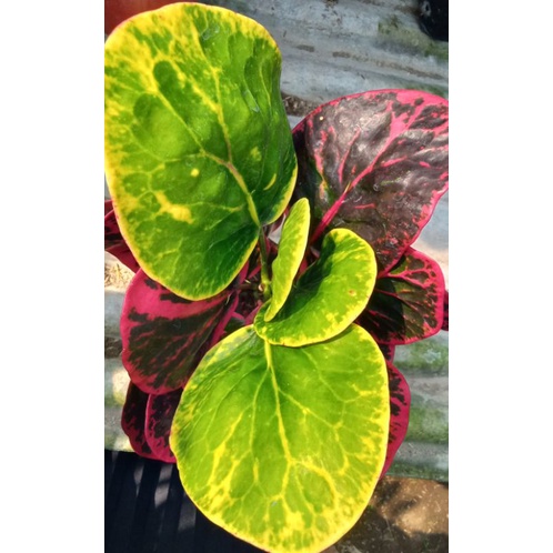 Jual Tanaman Hias Puring Apel Busarin (Ukuran sedang) | Shopee Indonesia